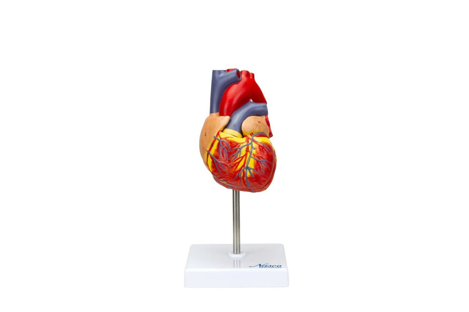 Anatomical Models